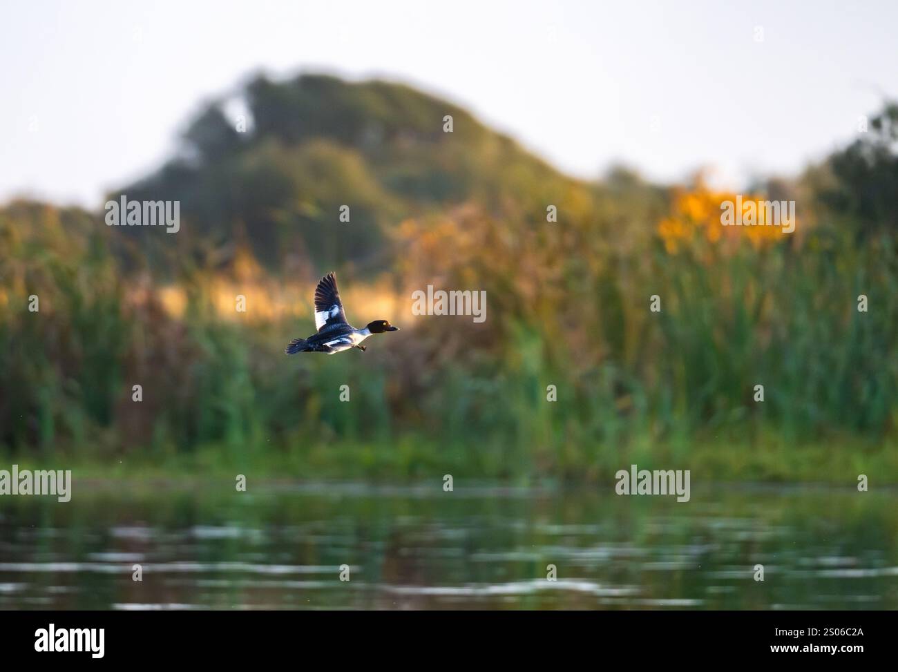 Duck flying over water hi-res stock photography and images - Alamy
