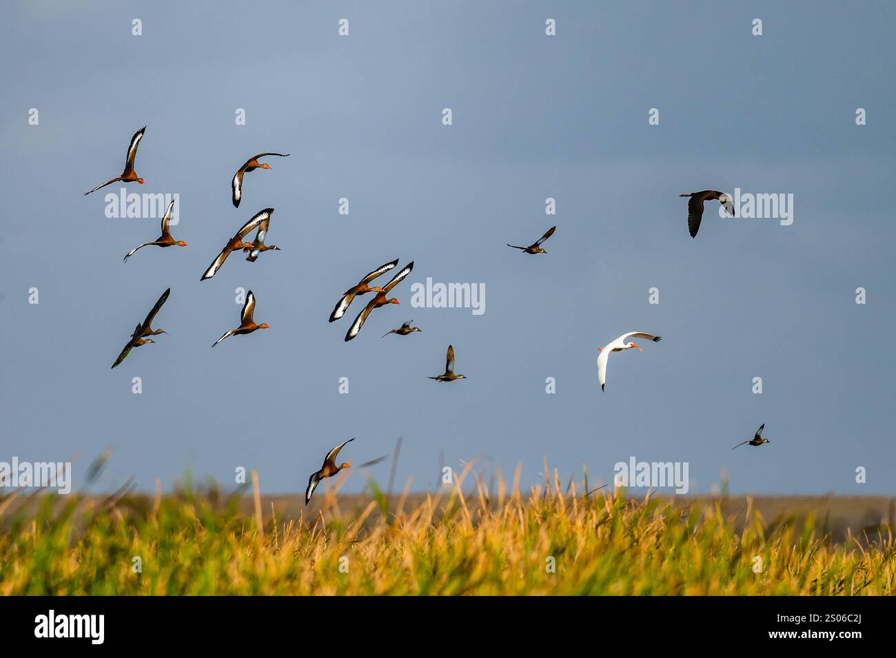 A flock Black-bellied Whistling-Ducks (Dendrocygna autumnalis) and ...