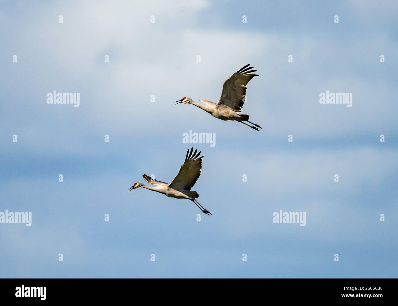 A pair Sandhill Cranes (Antigone canadensis) flying over marsh. Texas ...
