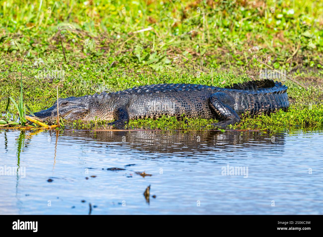 A wild American Alligator (Alligator mississippiensis) basking in the ...