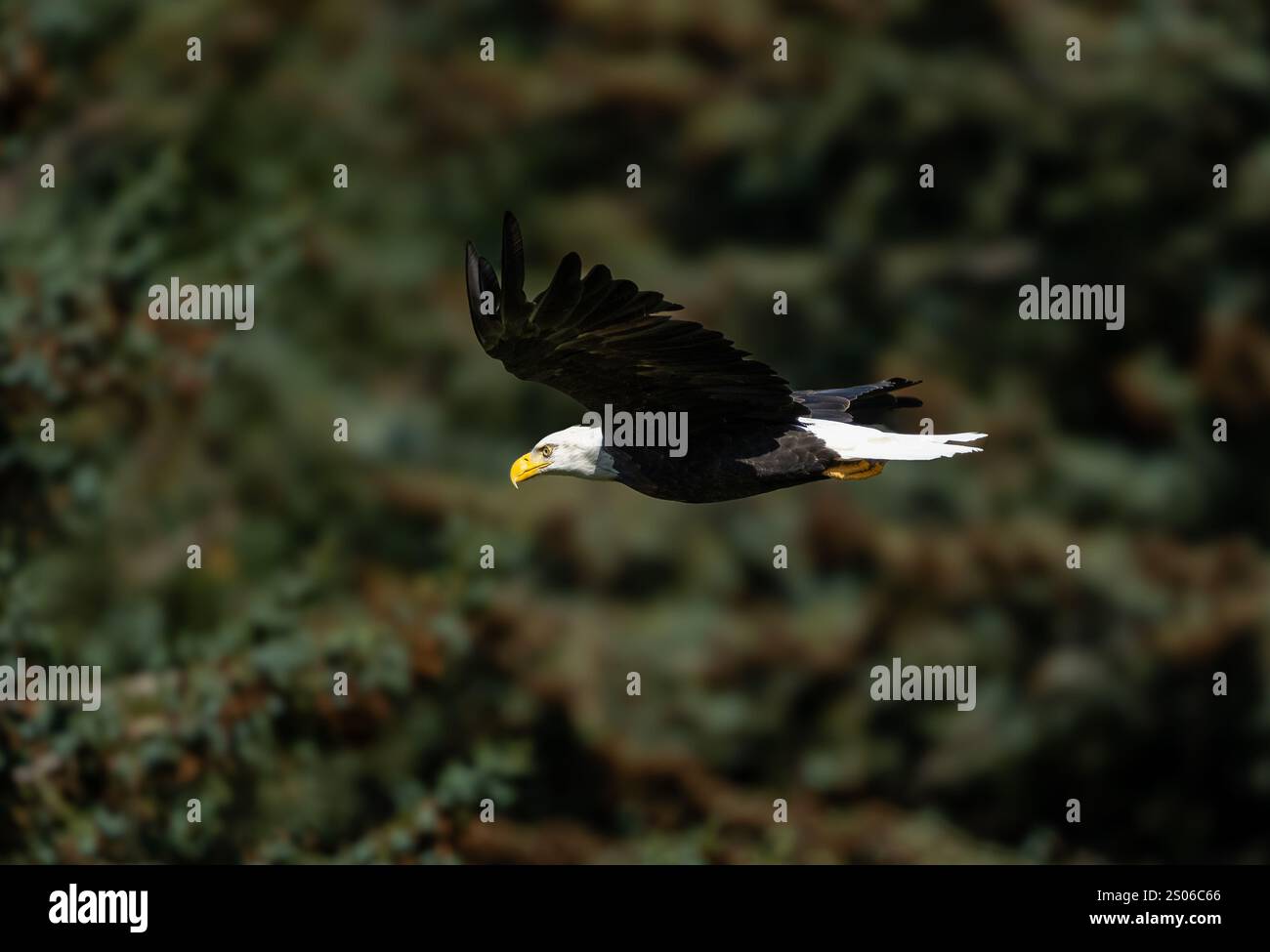 Adult bald eagle in Alaska flying against the forest backgound of green ...