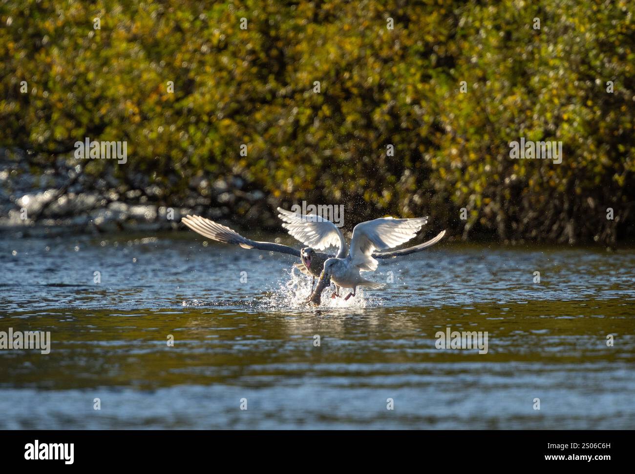 Two seagulls in the river in Kodiak, AK fighting over a fish scrap ...