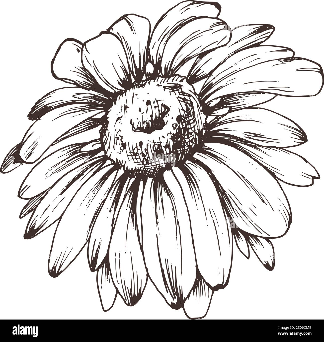 Autumn garden flowers rudbeckia single object. Line art graphic hand ...