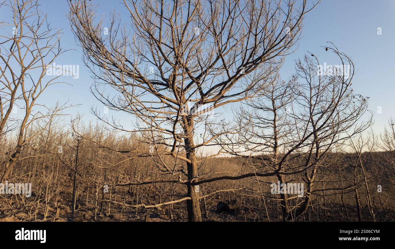 Completely burnt trees after fire in a forest Stock Photo - Alamy