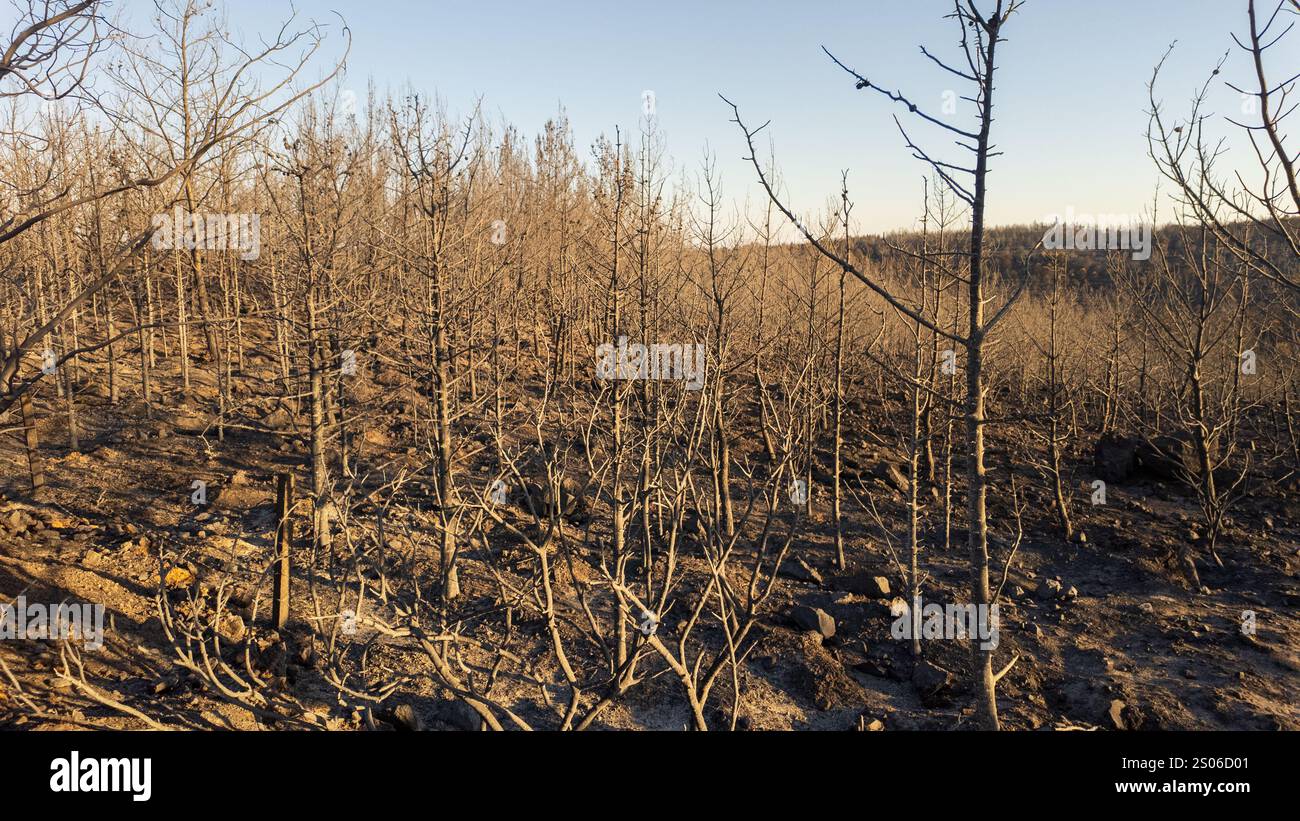 Completely burnt trees after fire in a forest Stock Photo - Alamy