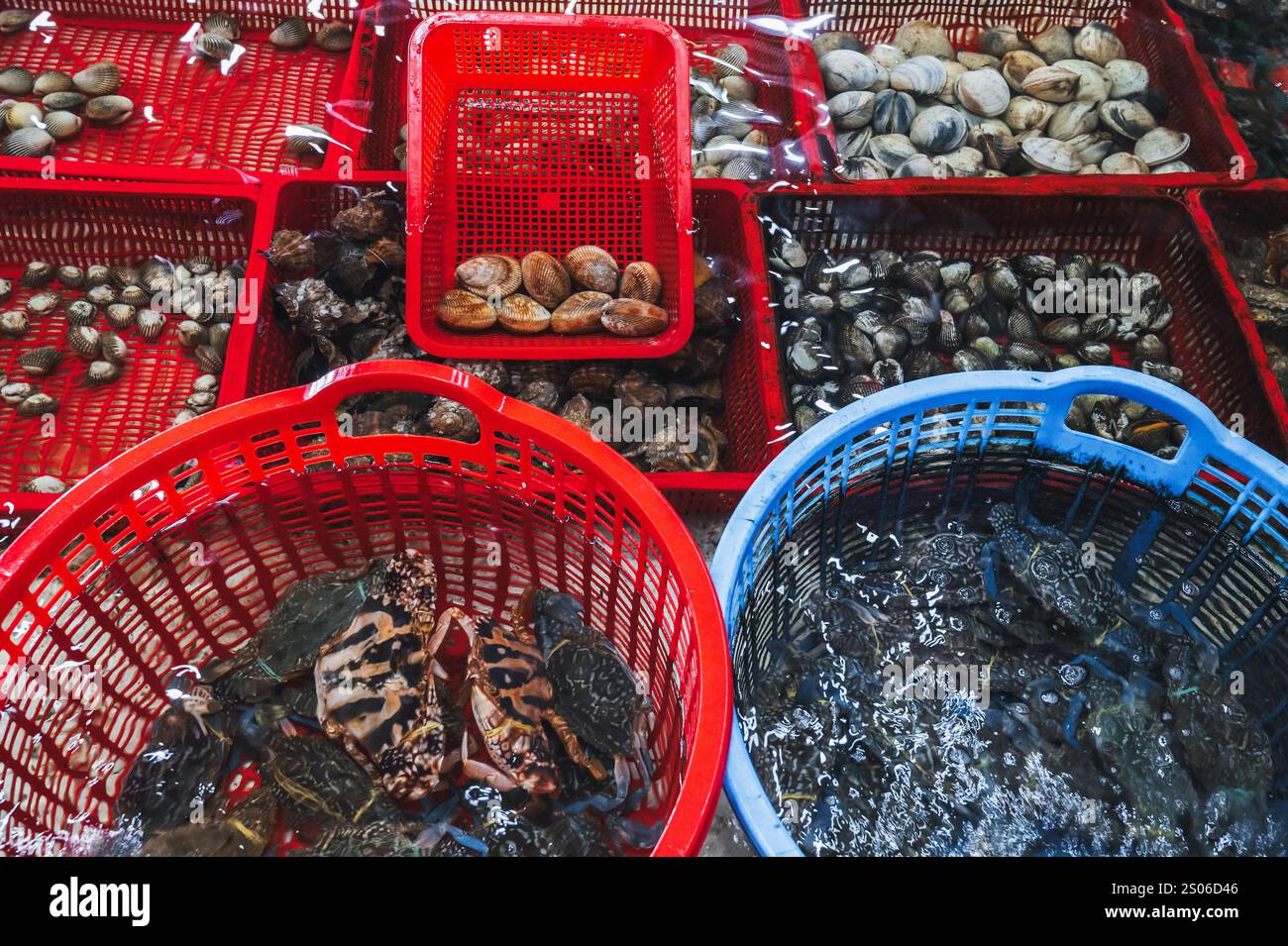 Seafood, including shrimp, octopuses, clams, sea snails, squid, octopus ...