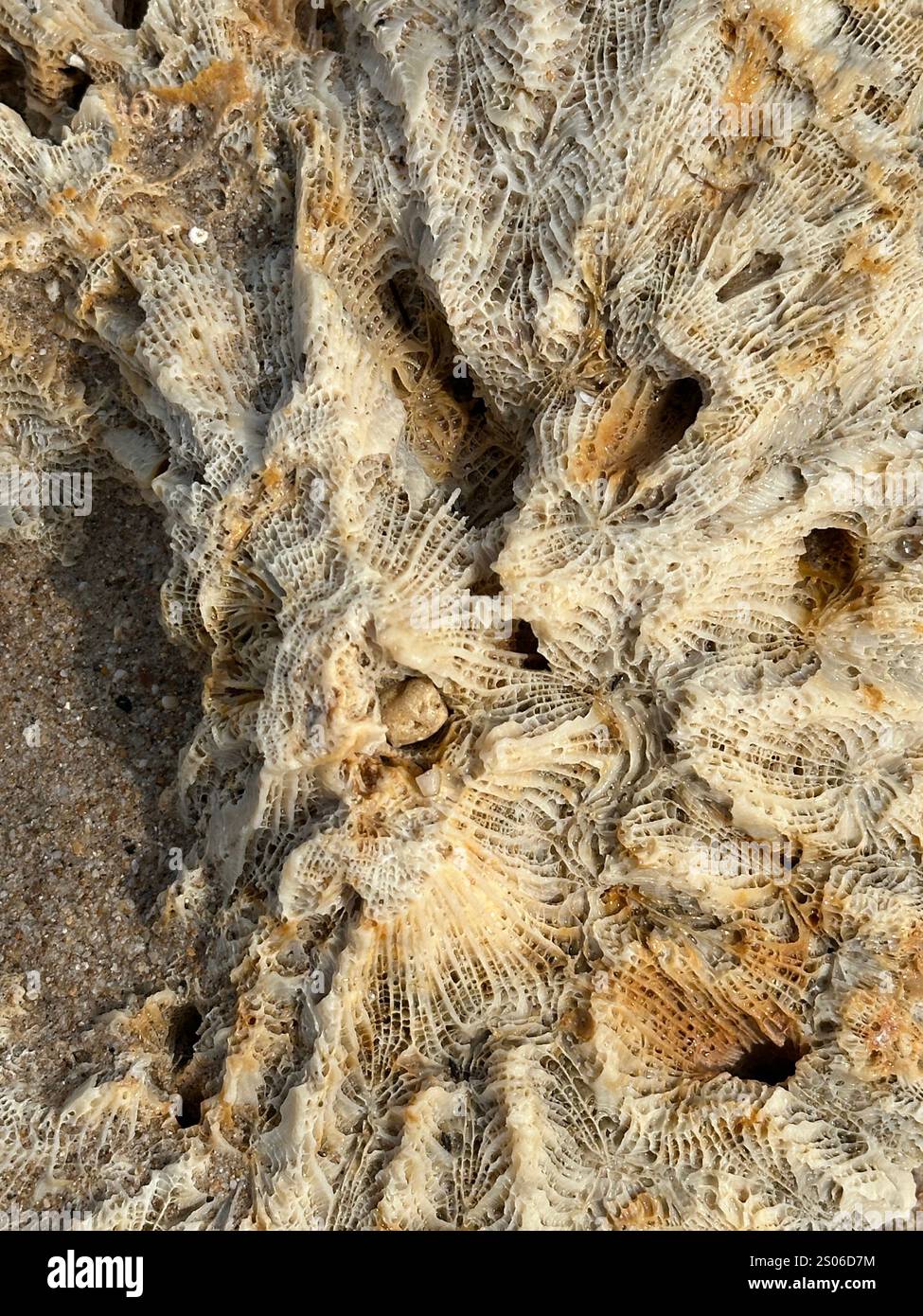 Here is a detailed closeup view of a rock that features numerous holes ...