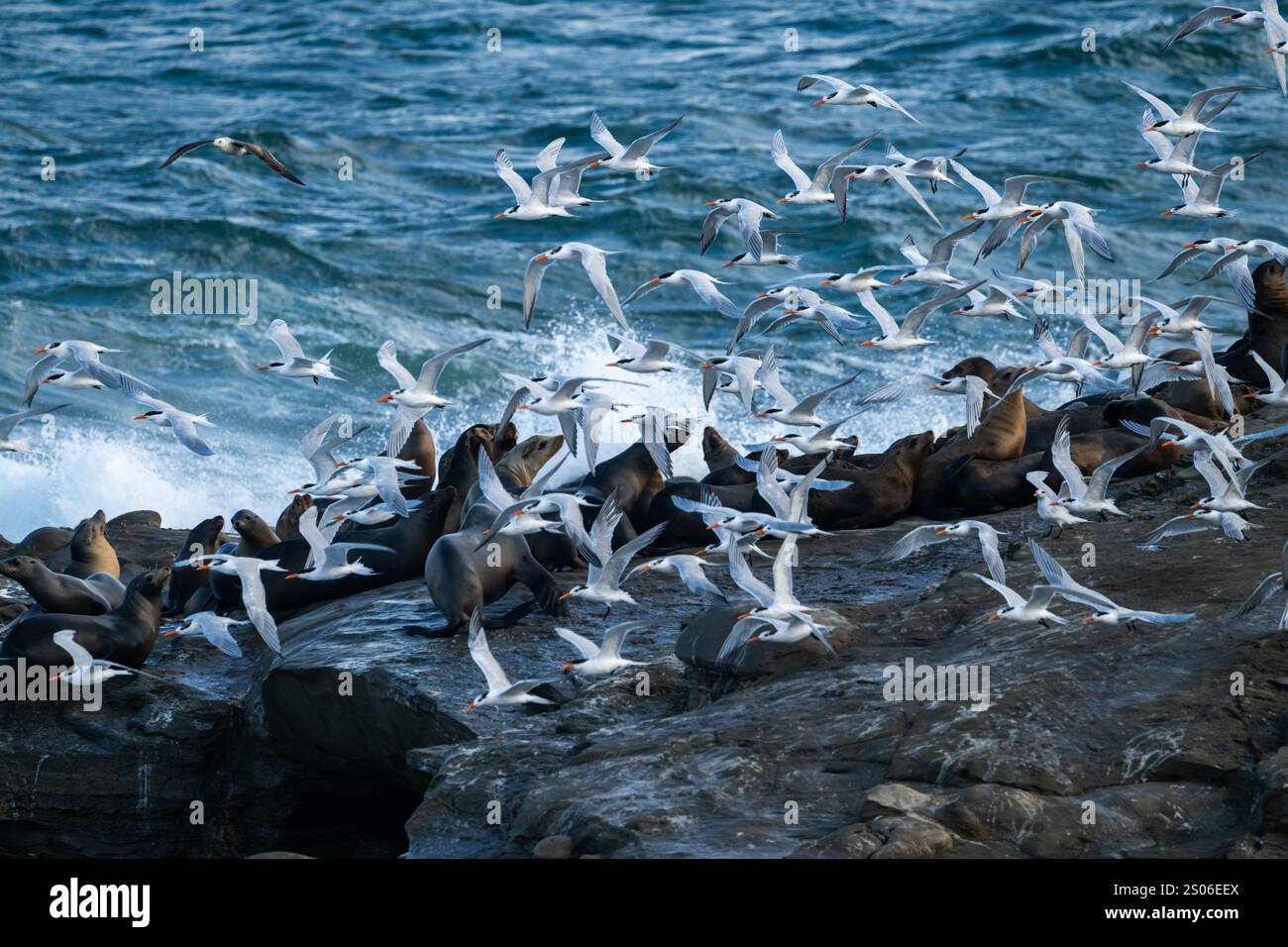 Royal Turn Flush Off The Rocks In La Jolla, California Stock Photo - Alamy