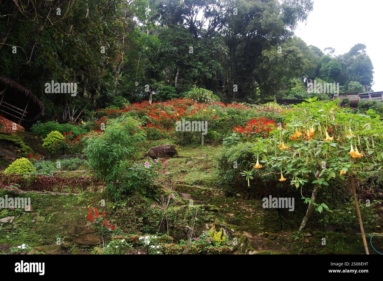 View landscape gardening garden and flower flora park for thai people ...