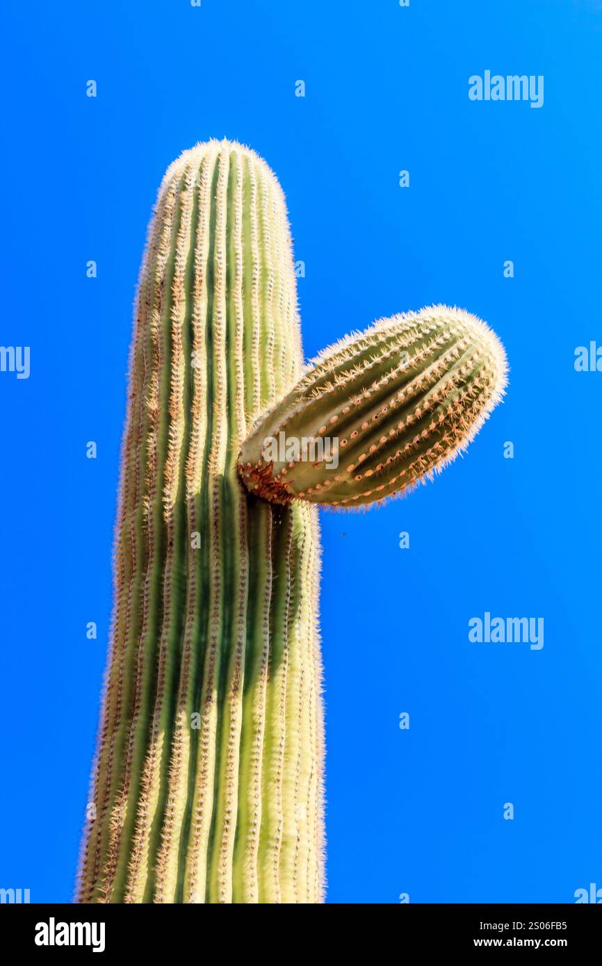 A tall cactus with a small cactus growing out of it. The cactus is in ...