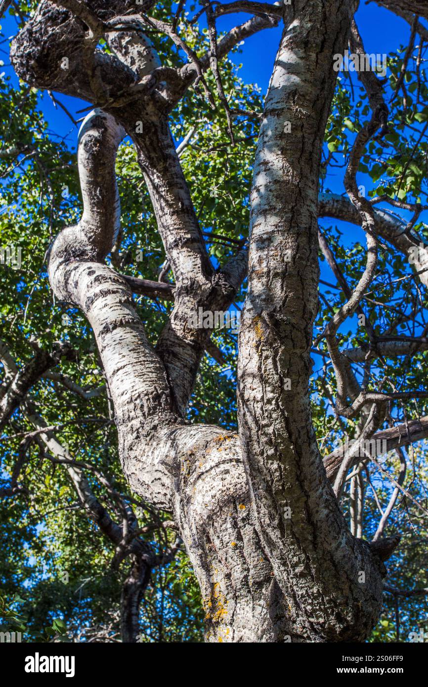 A tree with a large trunk and branches. The trunk is covered in bark ...