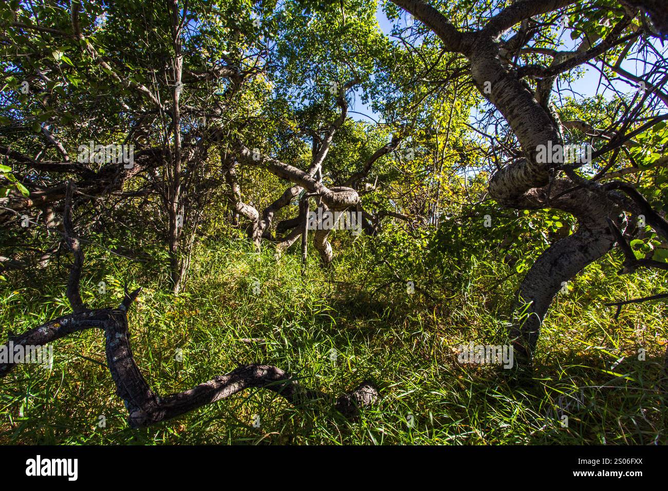 A forest with many trees and a lot of green grass. The trees are tall ...
