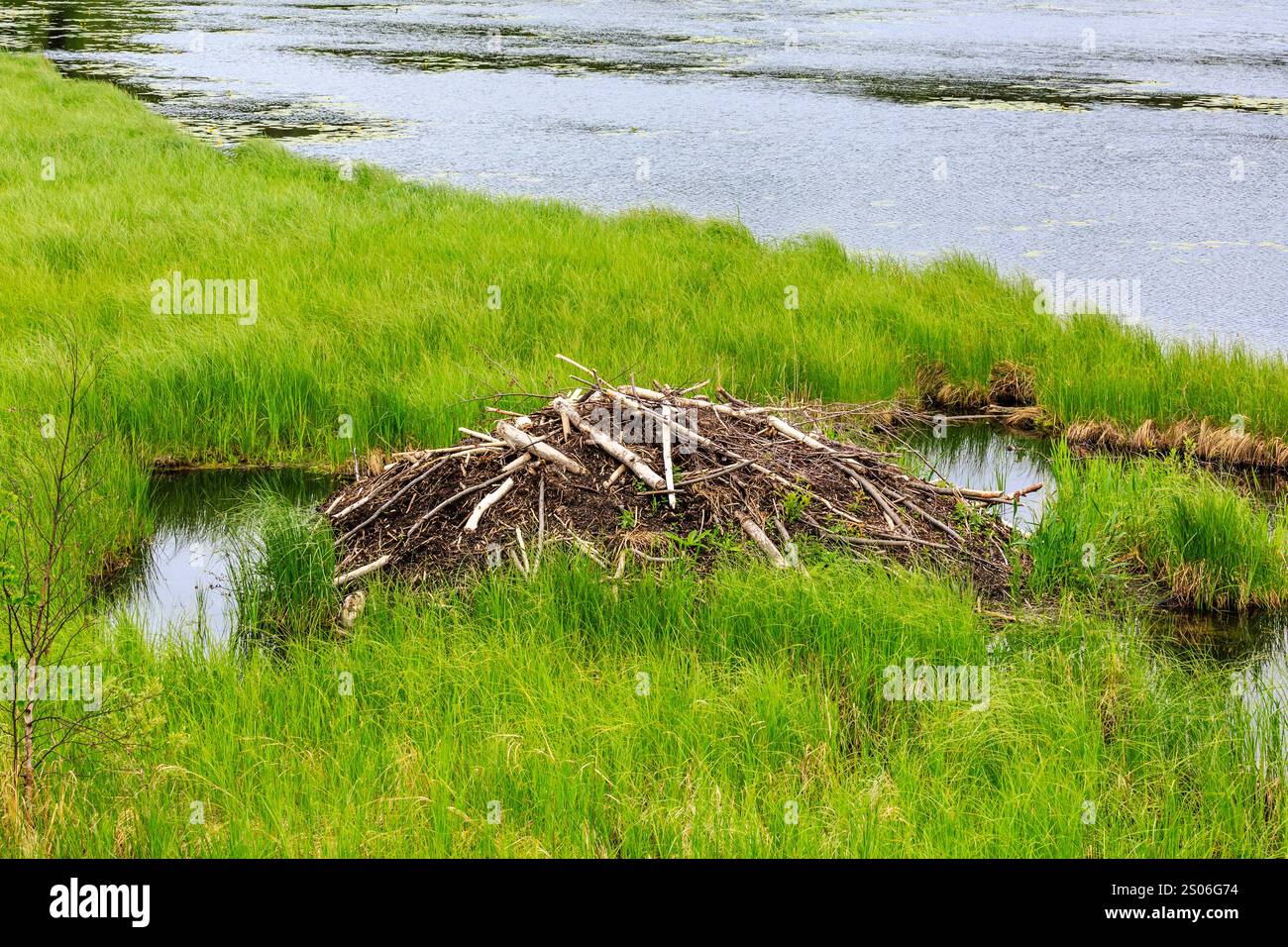 A beaver dam is built in a grassy area next to a body of water. The dam ...