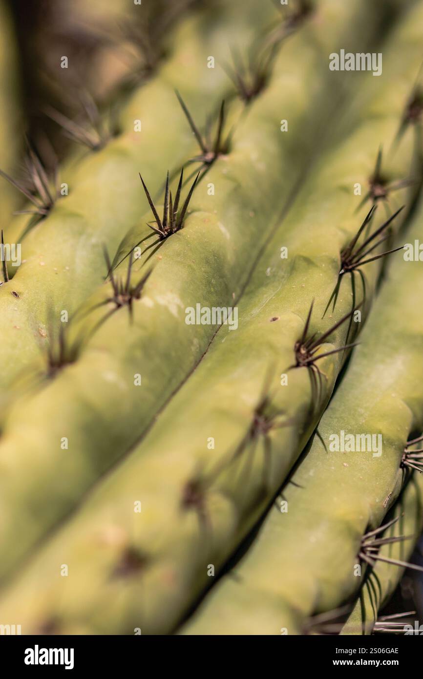 A tall, green cactus with numerous spines protruding from its stem. The ...