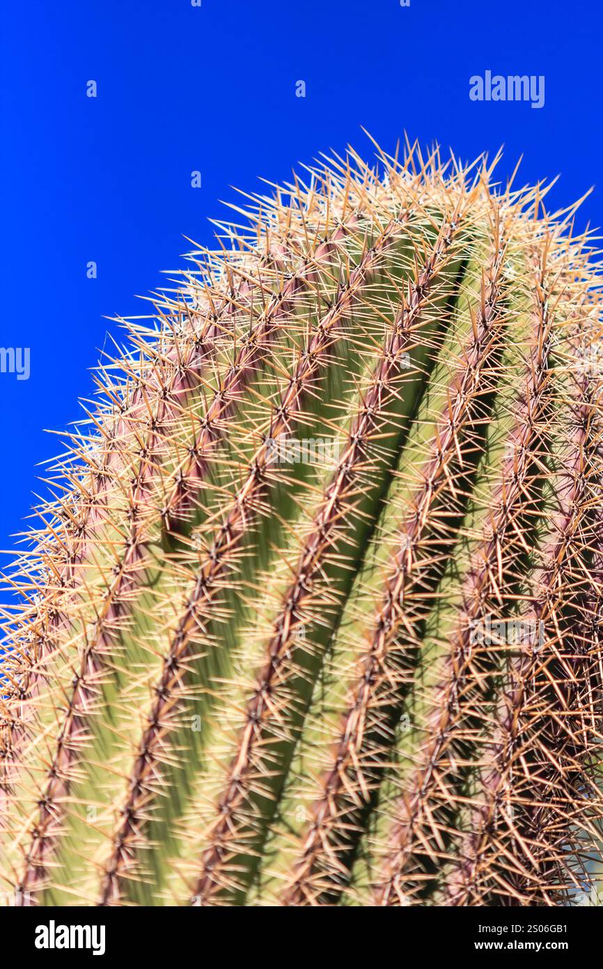 A cactus with spines is shown in a blue sky. The cactus is tall and has ...