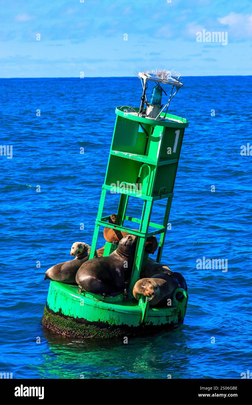 A green buoy with a group of seals sitting on it. The buoy is floating ...