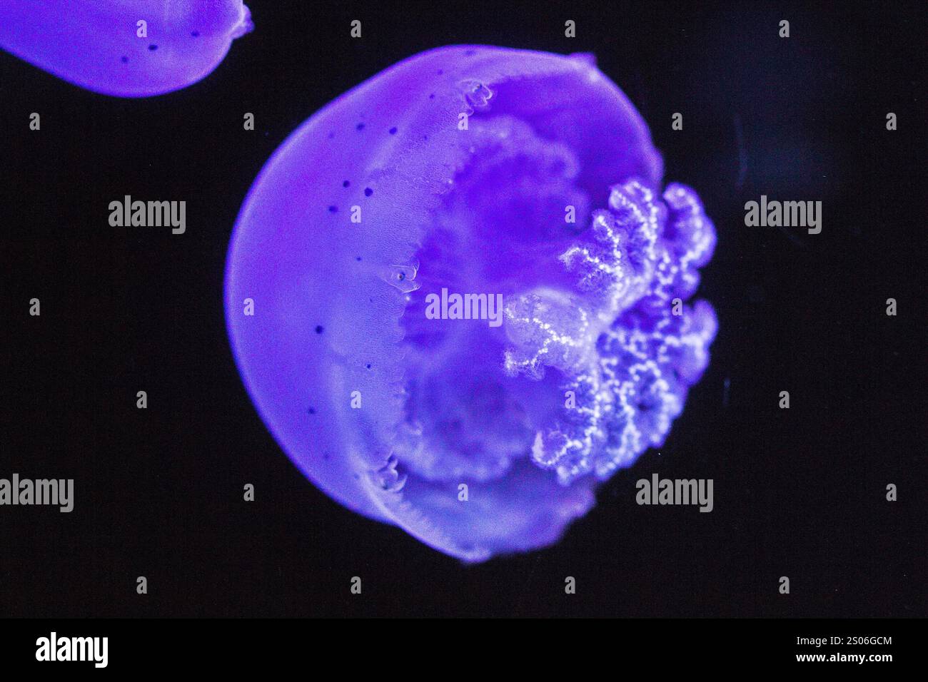The cannonball jellyfish (Stomolophus sp.) in aquarium Stock Photo - Alamy