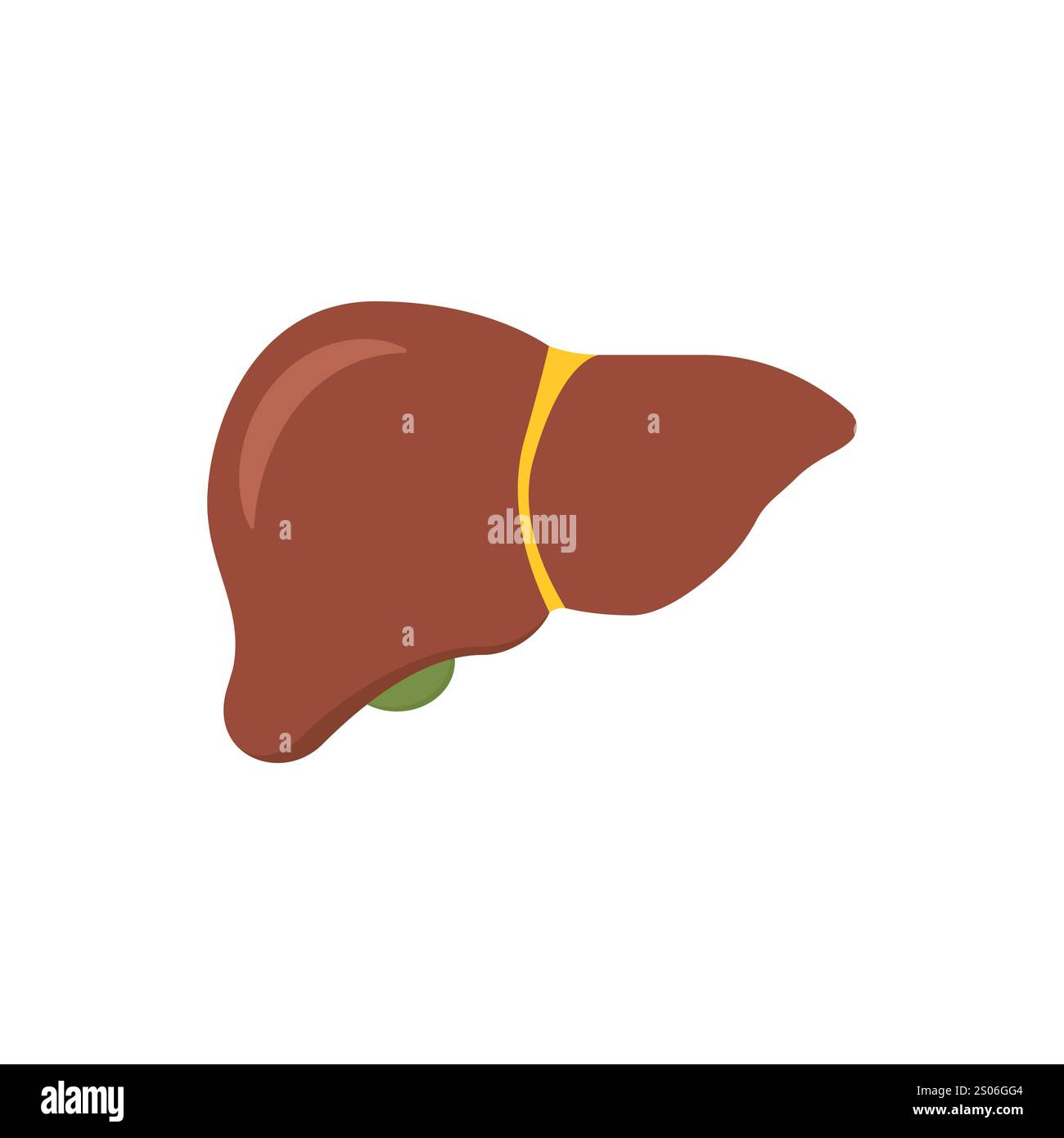 Liver anatomy structure on white background in cartoon style. Healthy ...