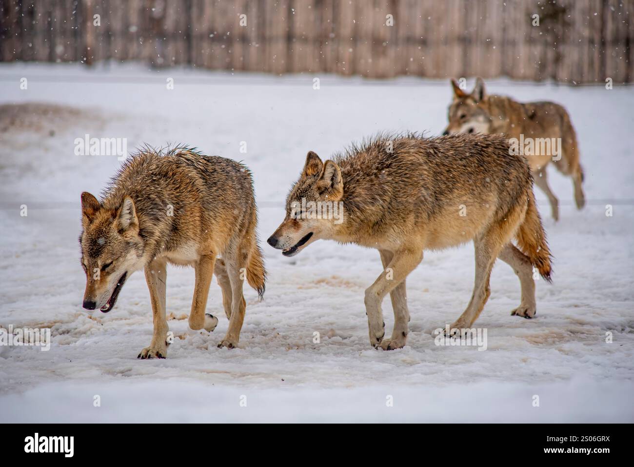 Three wolves are walking in the snow, one of which is licking its paw ...