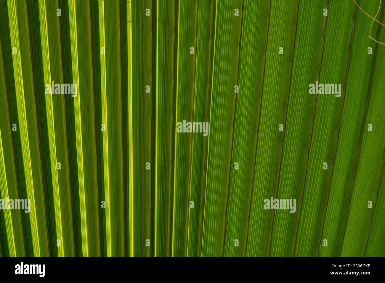 A leafy green plant with a long, thin stem. The leaves are arranged in ...