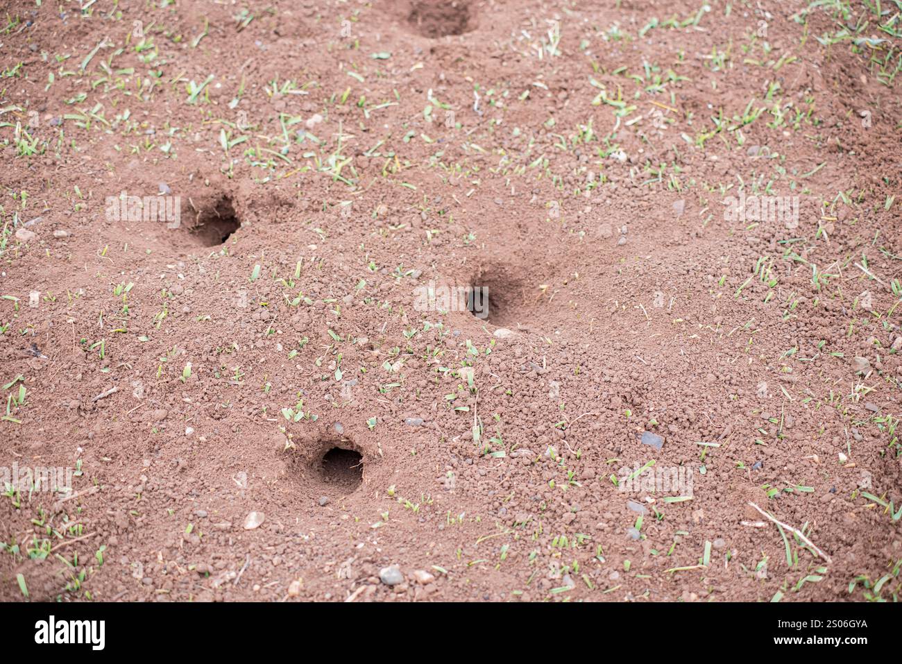 A dirt field with three holes in it. The holes are small and round. The ...