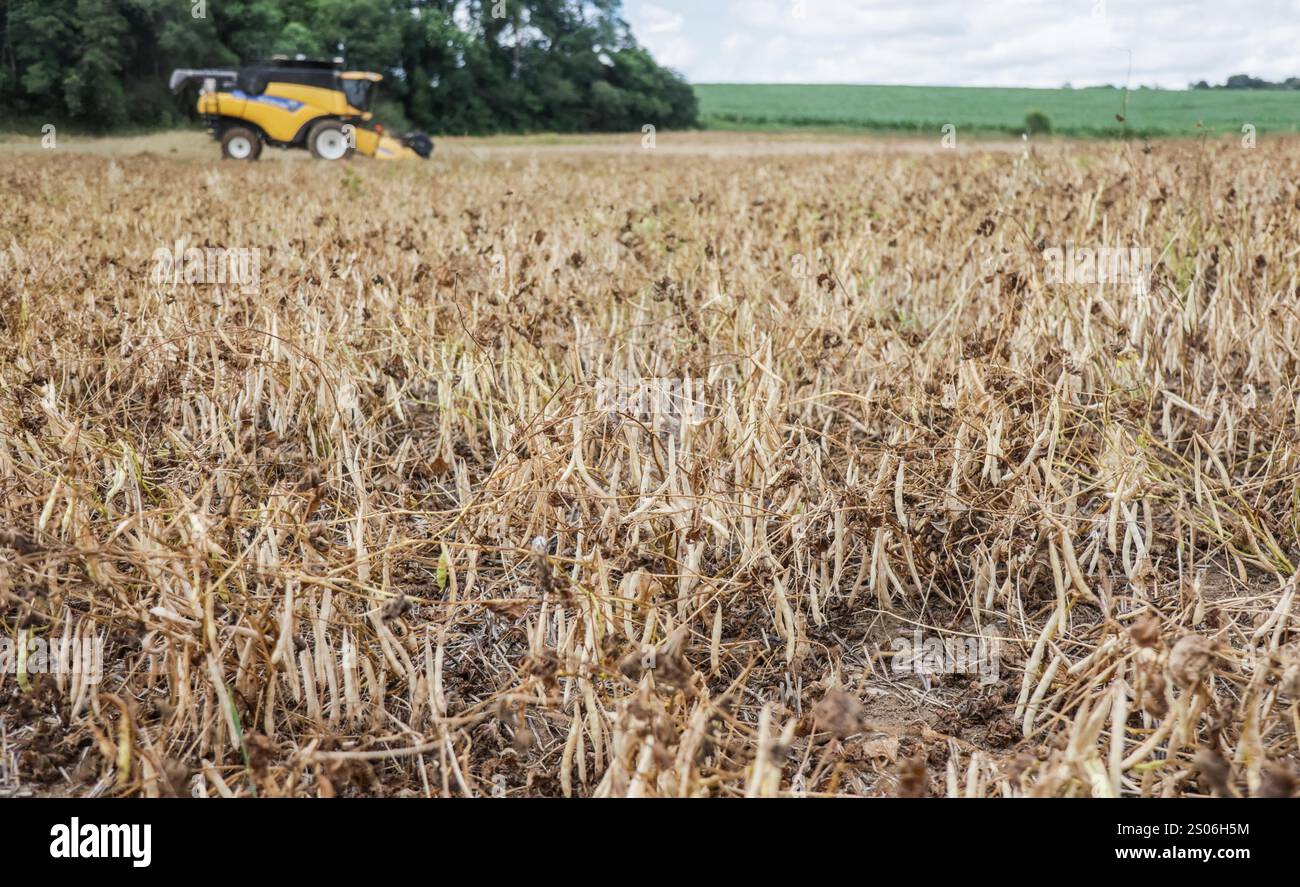 Ponta Grossa, Brazil. 24th Dec, 2024. Harvesting carioquinha beans in ...