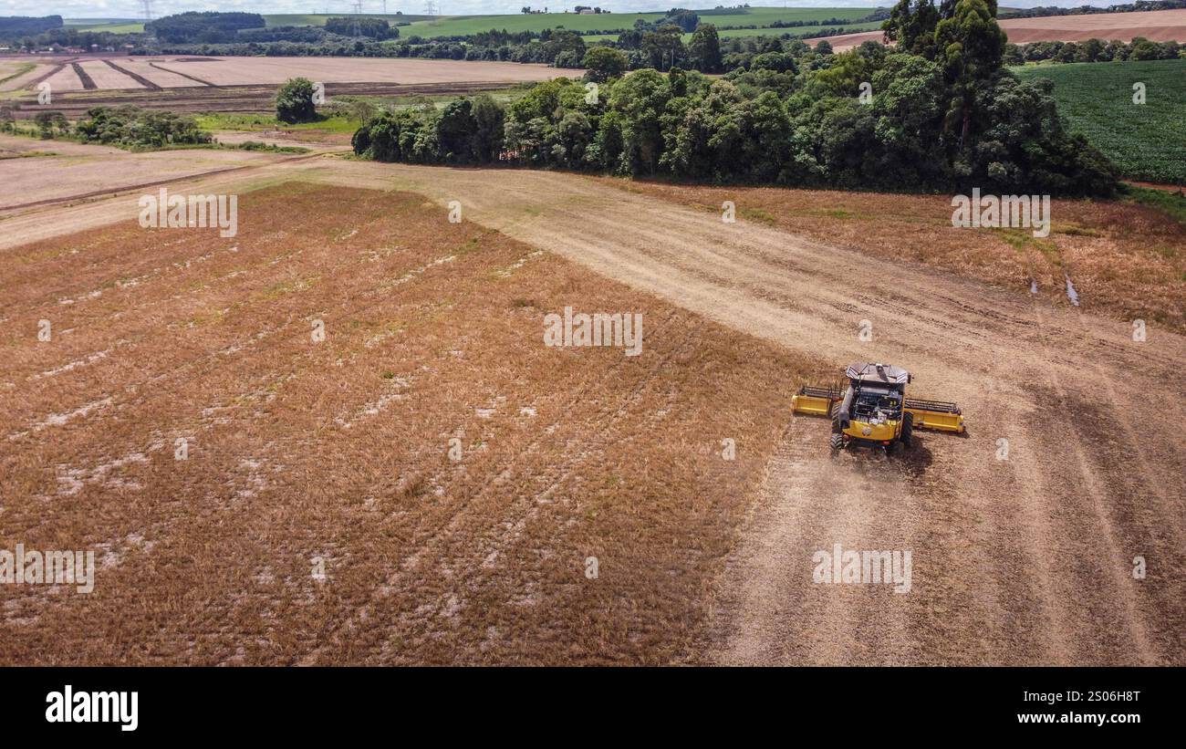 Ponta Grossa, Brazil. 24th Dec, 2024. Harvesting carioquinha beans in ...