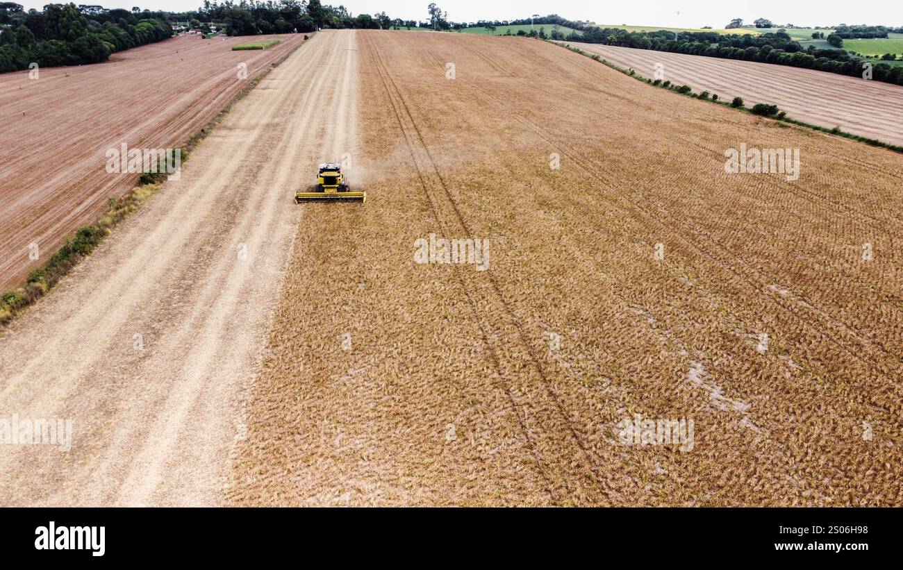Ponta Grossa, Brazil. 24th Dec, 2024. Harvesting carioquinha beans in ...