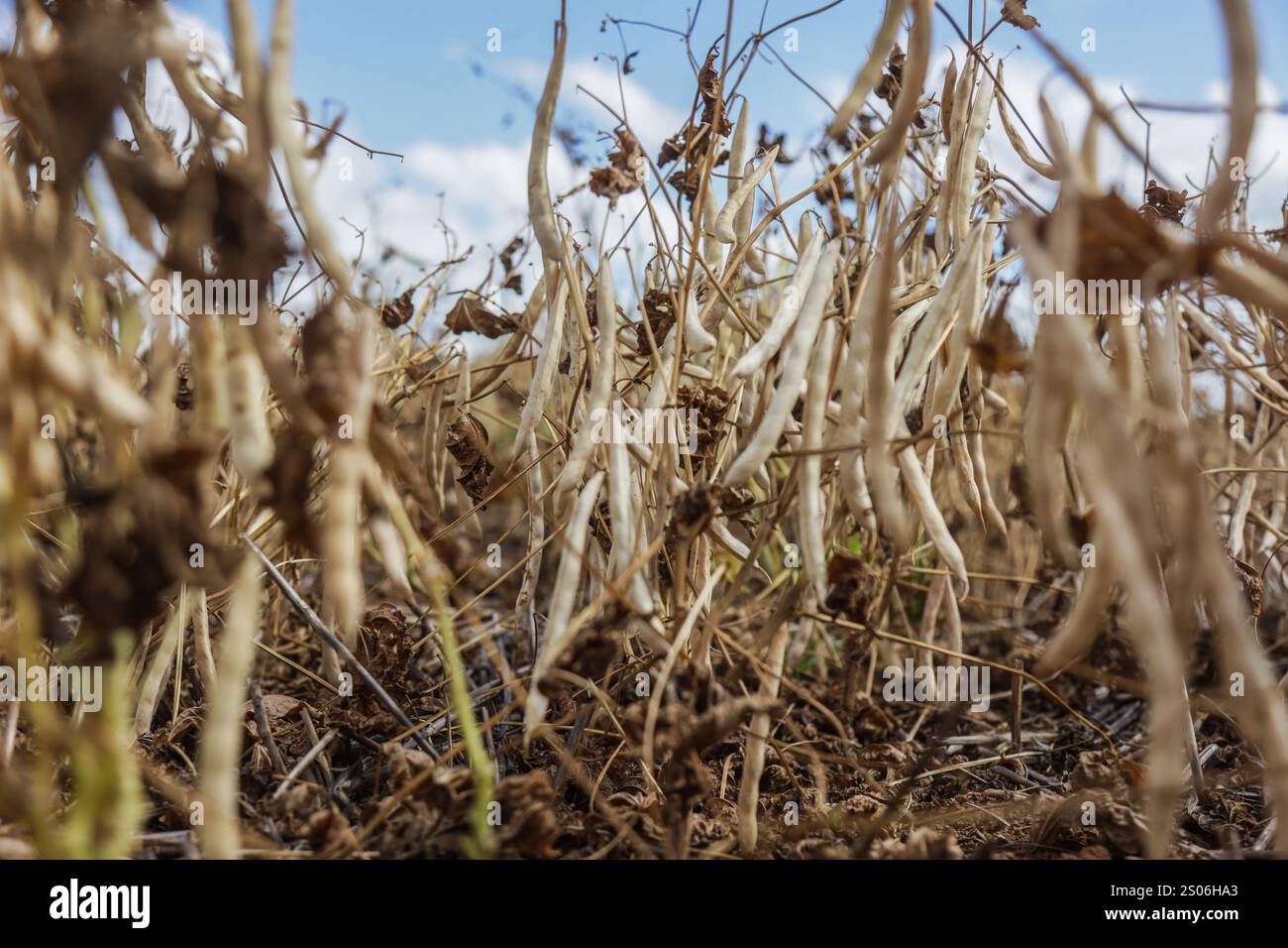 Ponta Grossa, Brazil. 24th Dec, 2024. Harvesting carioquinha beans in ...