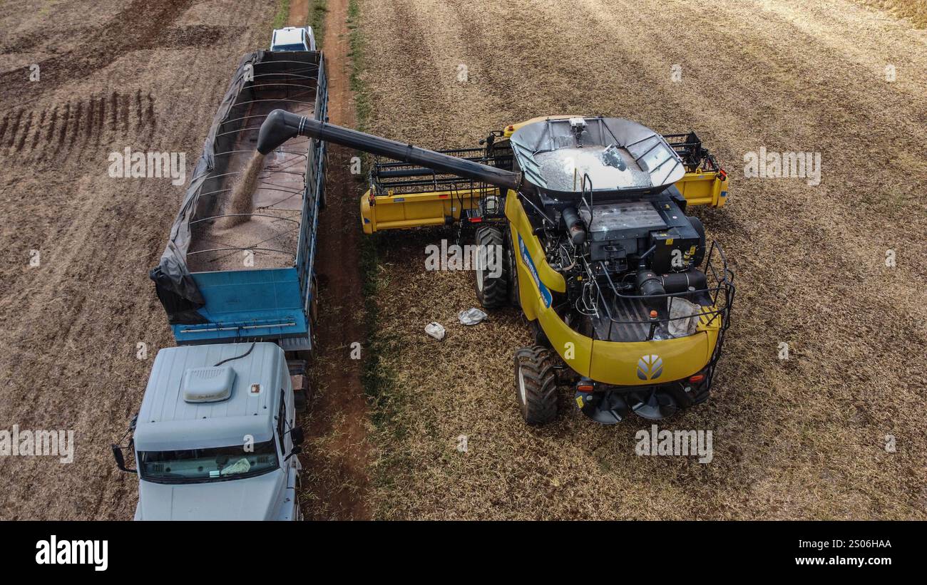 Ponta Grossa, Brazil. 24th Dec, 2024. Harvesting carioquinha beans in ...