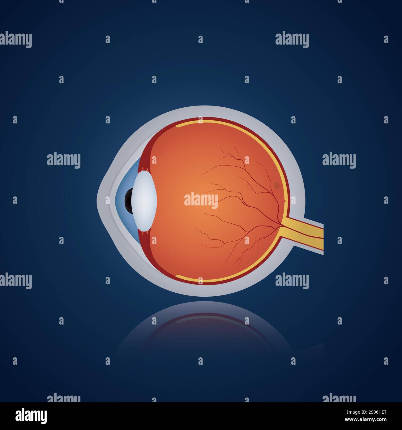 Structure of anatomy human eye. Realistic eyeball on blue background ...
