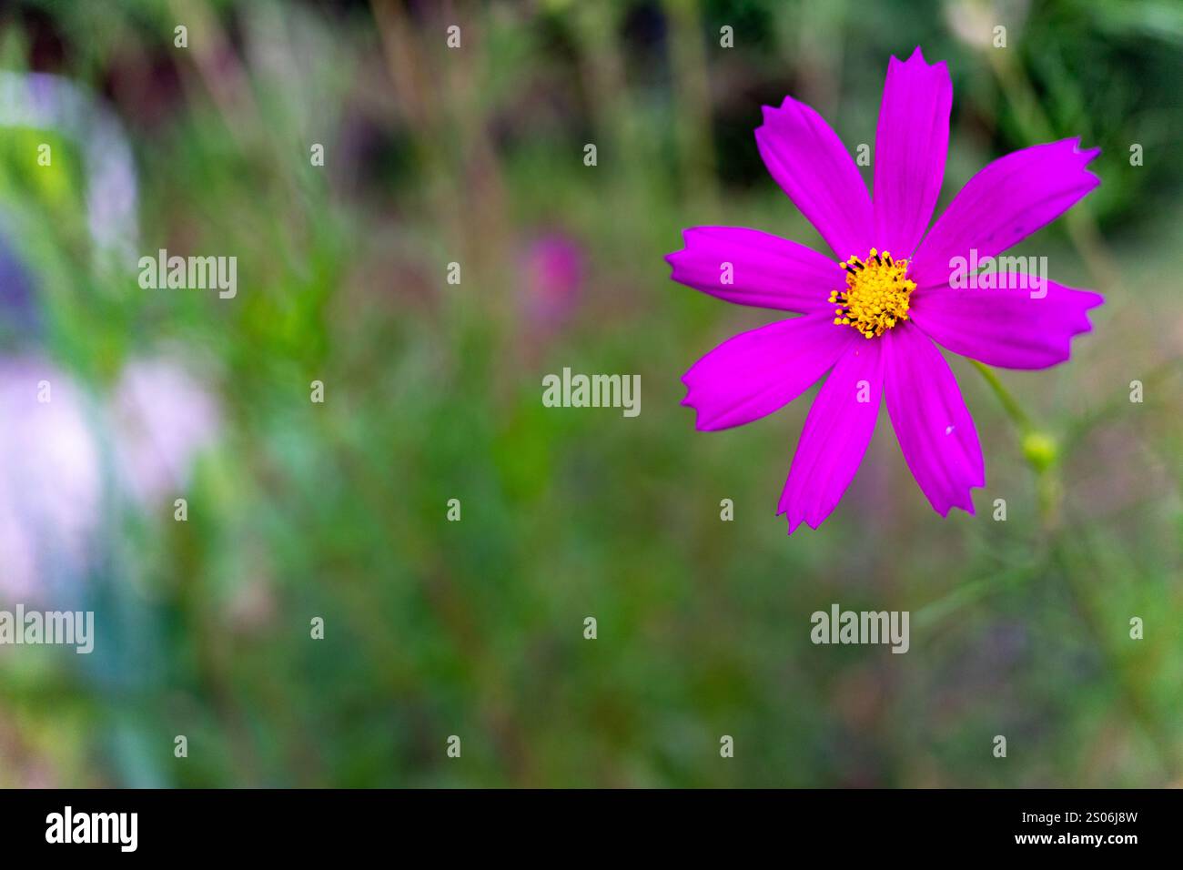 A striking pink flower stands out with its vivid petals and central ...