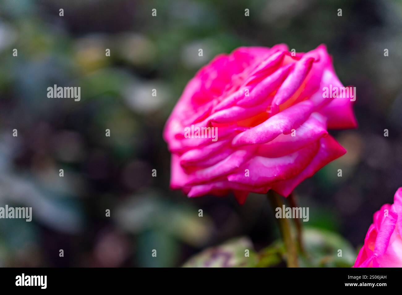 A close-up view of a vibrant pink rose with swirling petals stands out ...