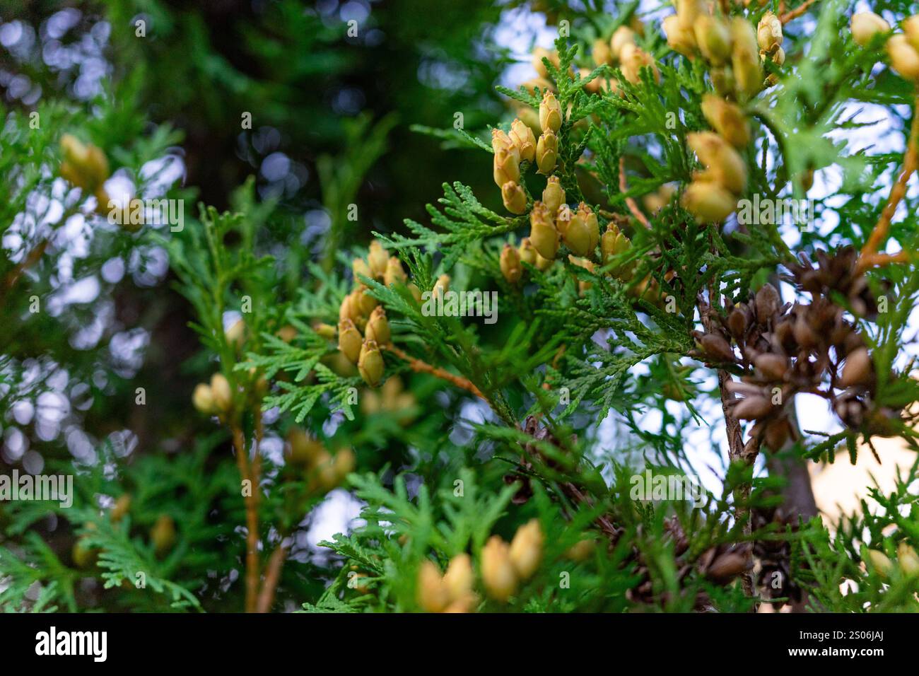 Vibrant green branches of a cedar tree showcase clusters of budding ...