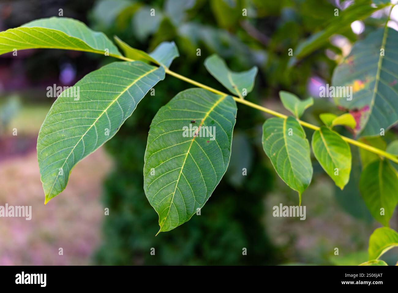 These green leaves are captured in close detail, displaying their ...
