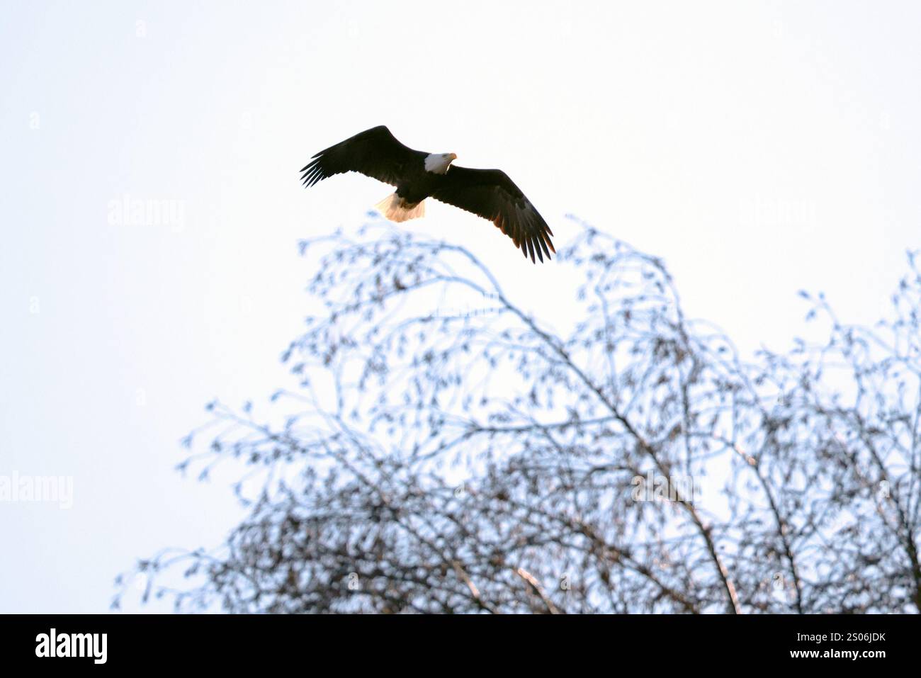 **FILE PHOTO** President Joe Biden Signs Bill Making The Bald Eagle The ...