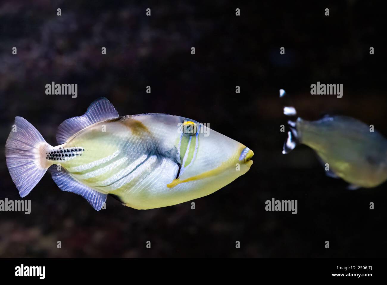 The lagoon triggerfish, Rhinecanthus aculeatus, live on flat areas of ...