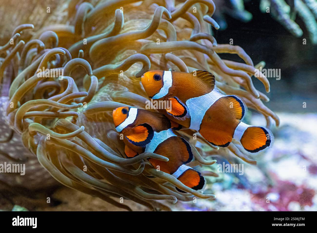 The ocellaris clownfish, Amphiprion ocellaris, the animated film ...