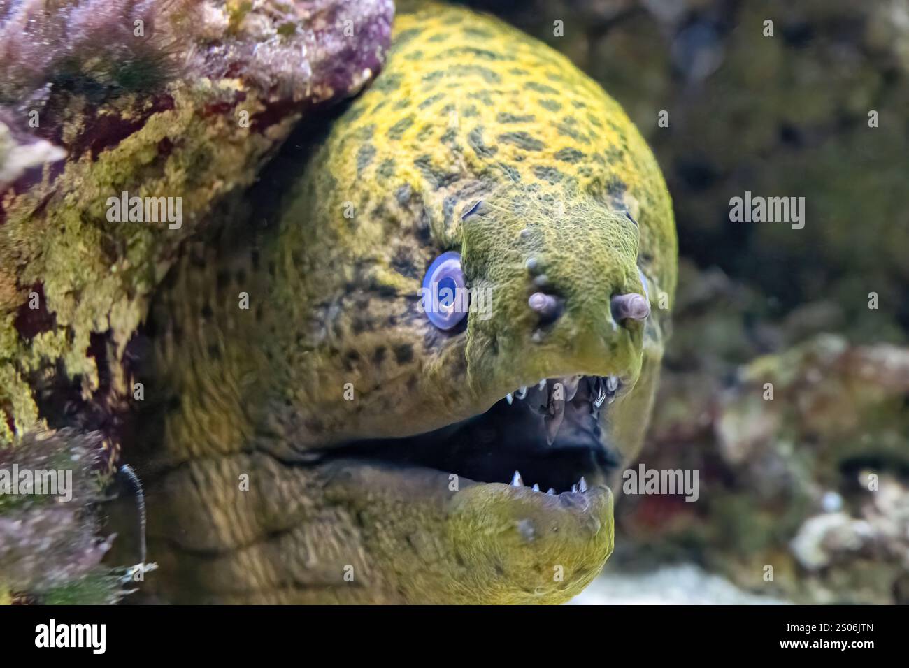 Gymnothorax javanicus, The giant moray is a species of moray eel and ...