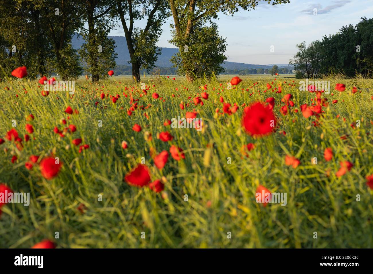 Vibrant poppy field in a sunny meadow with grass and tall trees in the ...
