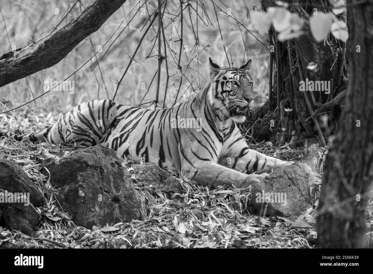 Mono tiger lies among trees and rocks Stock Photo - Alamy