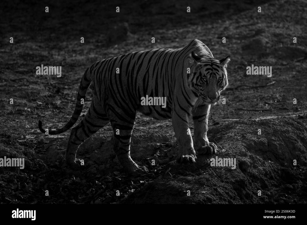 Water hole bank Black and White Stock Photos & Images - Alamy