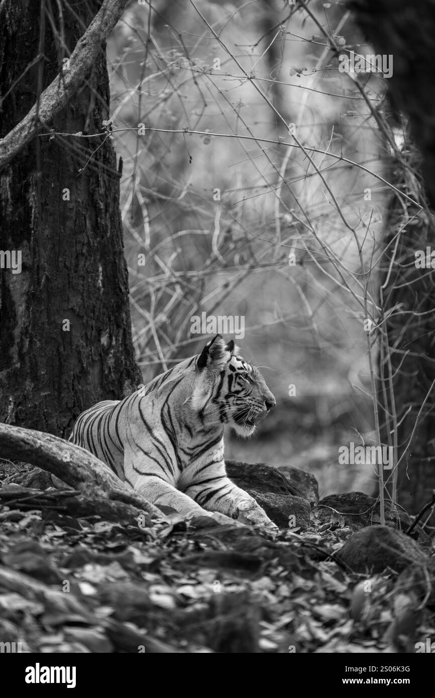India tiger bandhavgarh Black and White Stock Photos & Images - Alamy