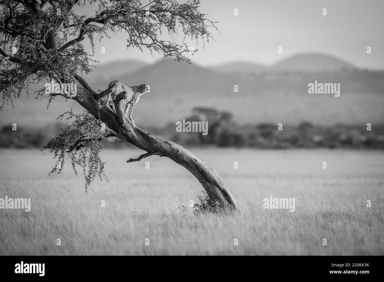 Mono cheetah stands on tree in grassland Stock Photo - Alamy
