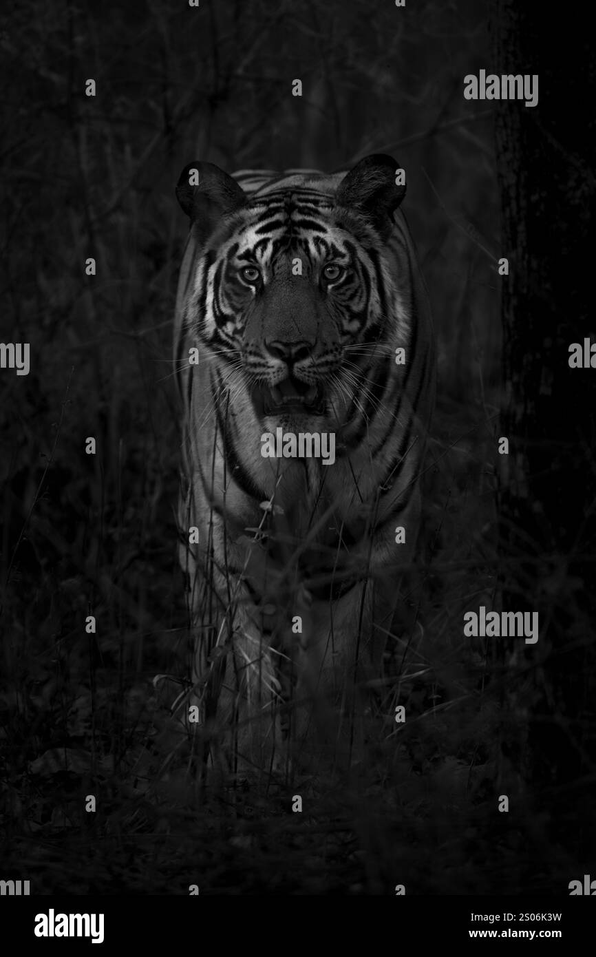 Mono tiger stands by tree facing camera Stock Photo - Alamy