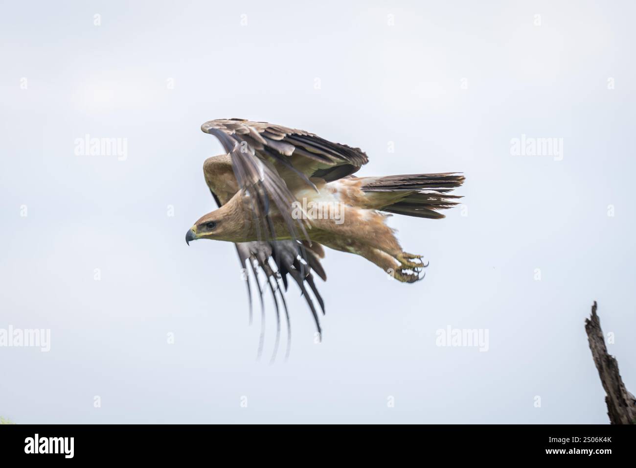 Tawny eagle lifts wings flying from branch Stock Photo - Alamy