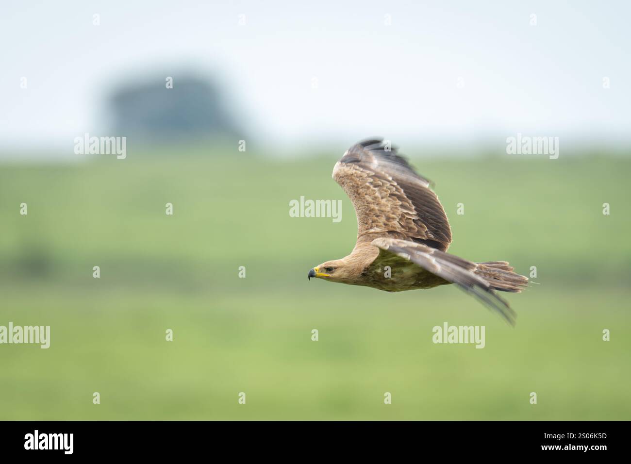 Tawny eagle flies across savannah spreading wings Stock Photo - Alamy