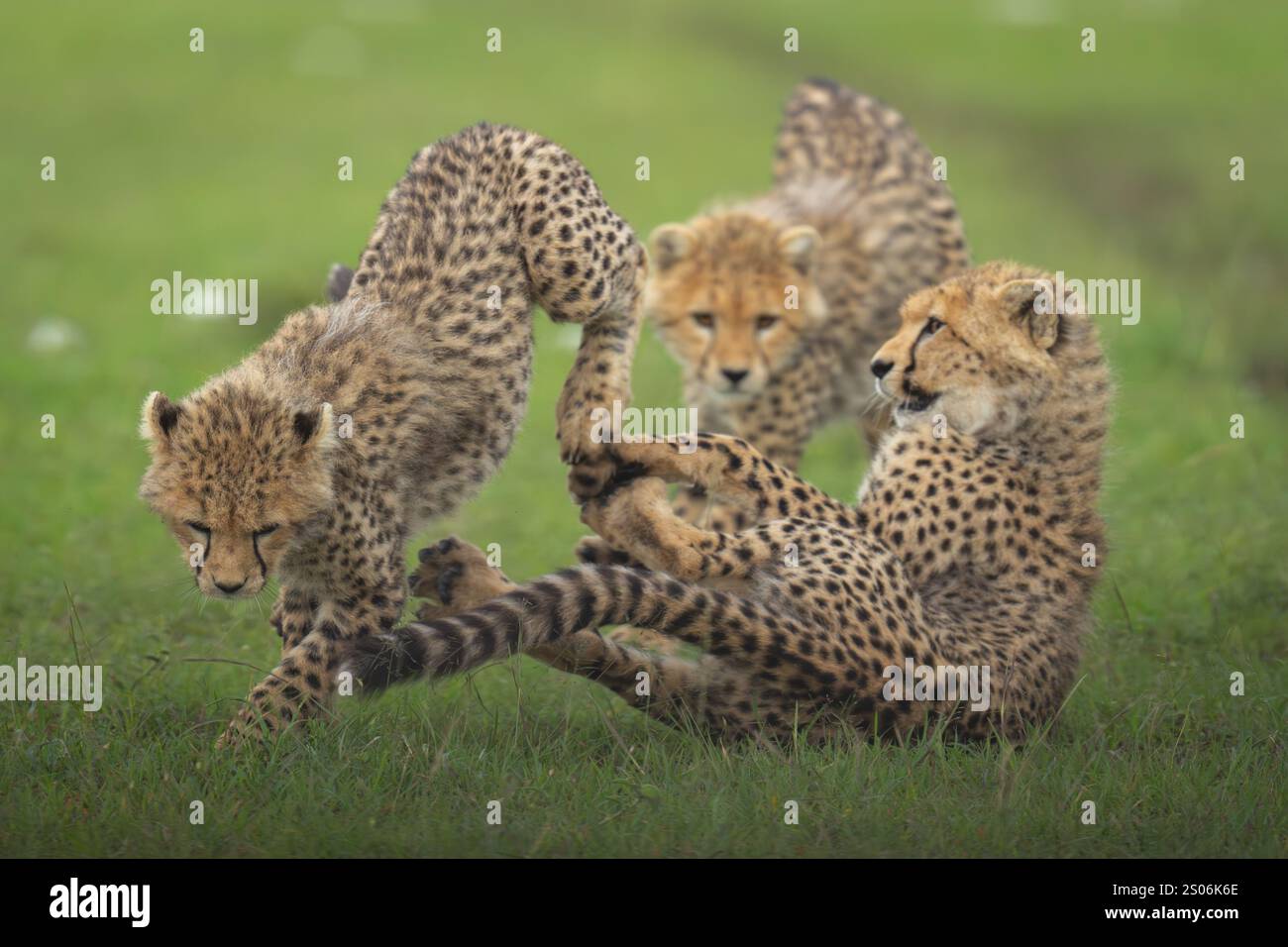 Three cheetah cubs play together on grassland Stock Photo - Alamy
