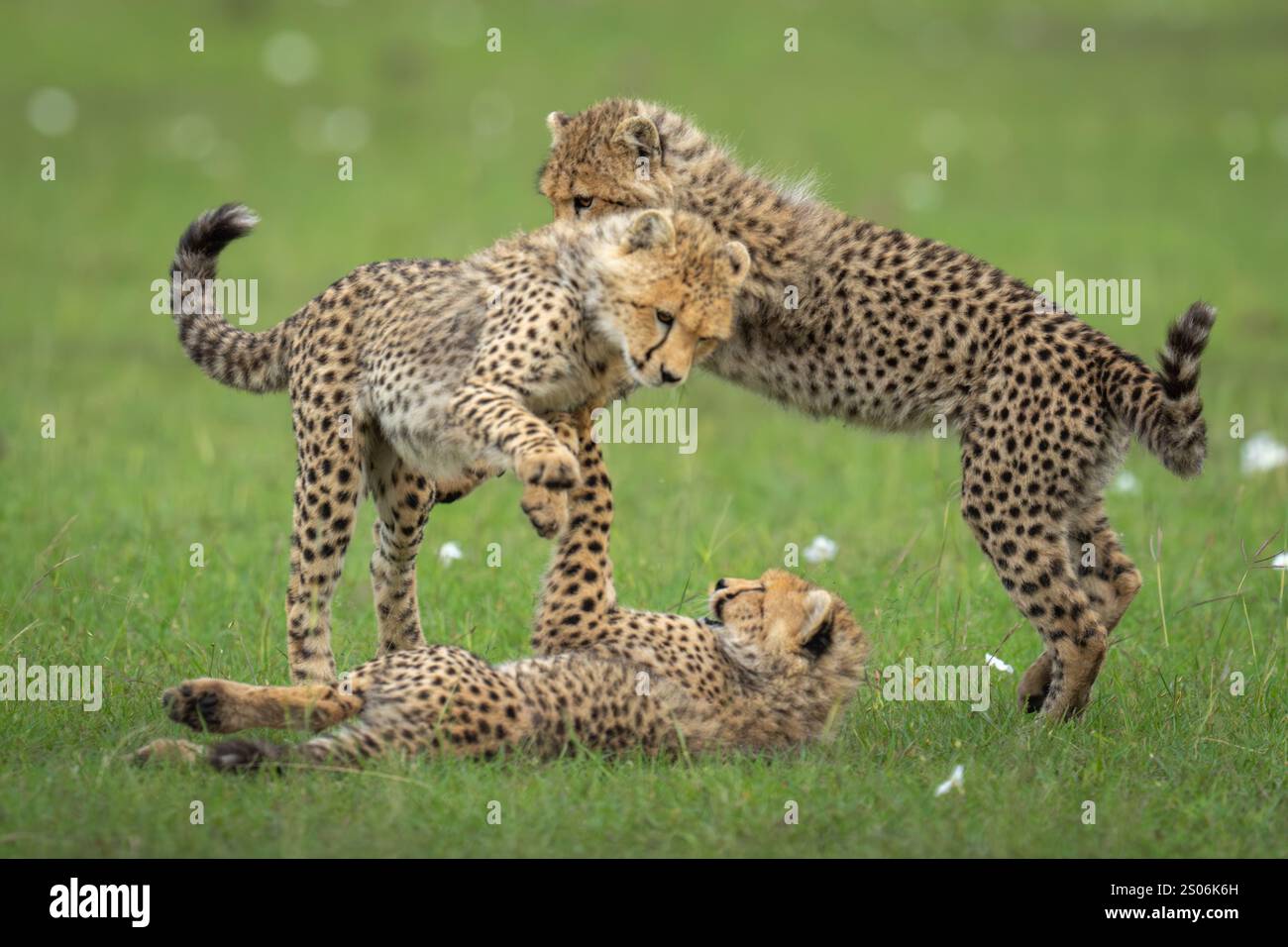 Three cheetah cubs play fight in grassland Stock Photo - Alamy