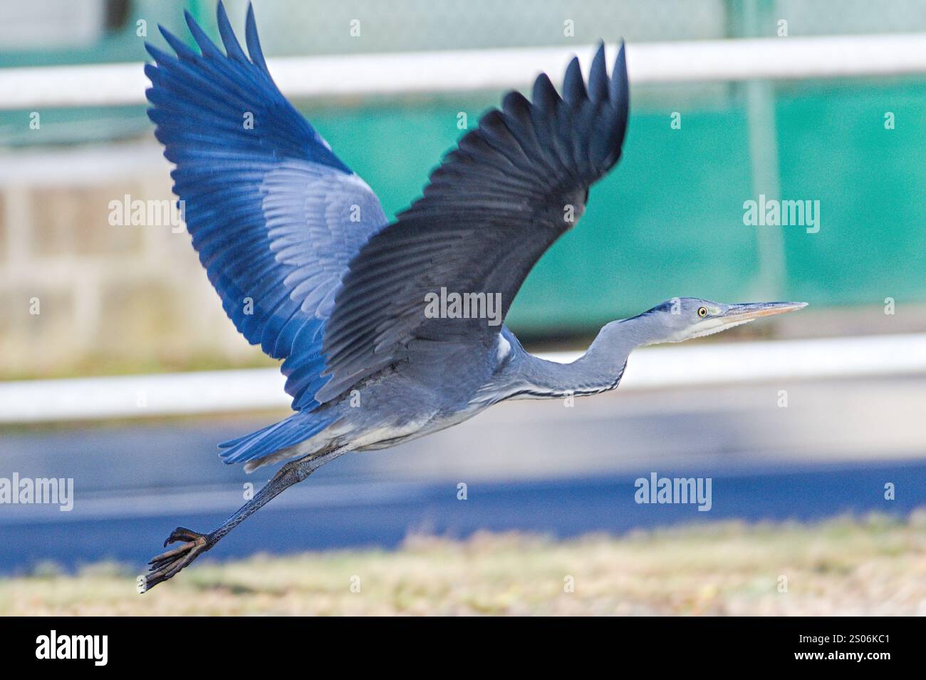 Ardea cinerea aka grey heron. Huge bird is flying above the river in ...